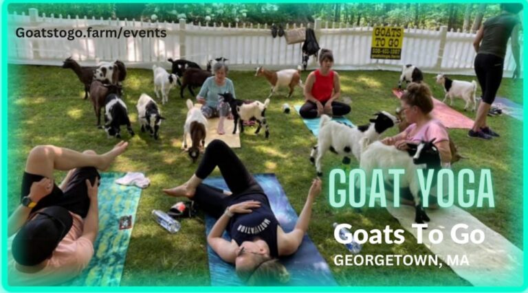 Goat Yoga – GOATS TO GO